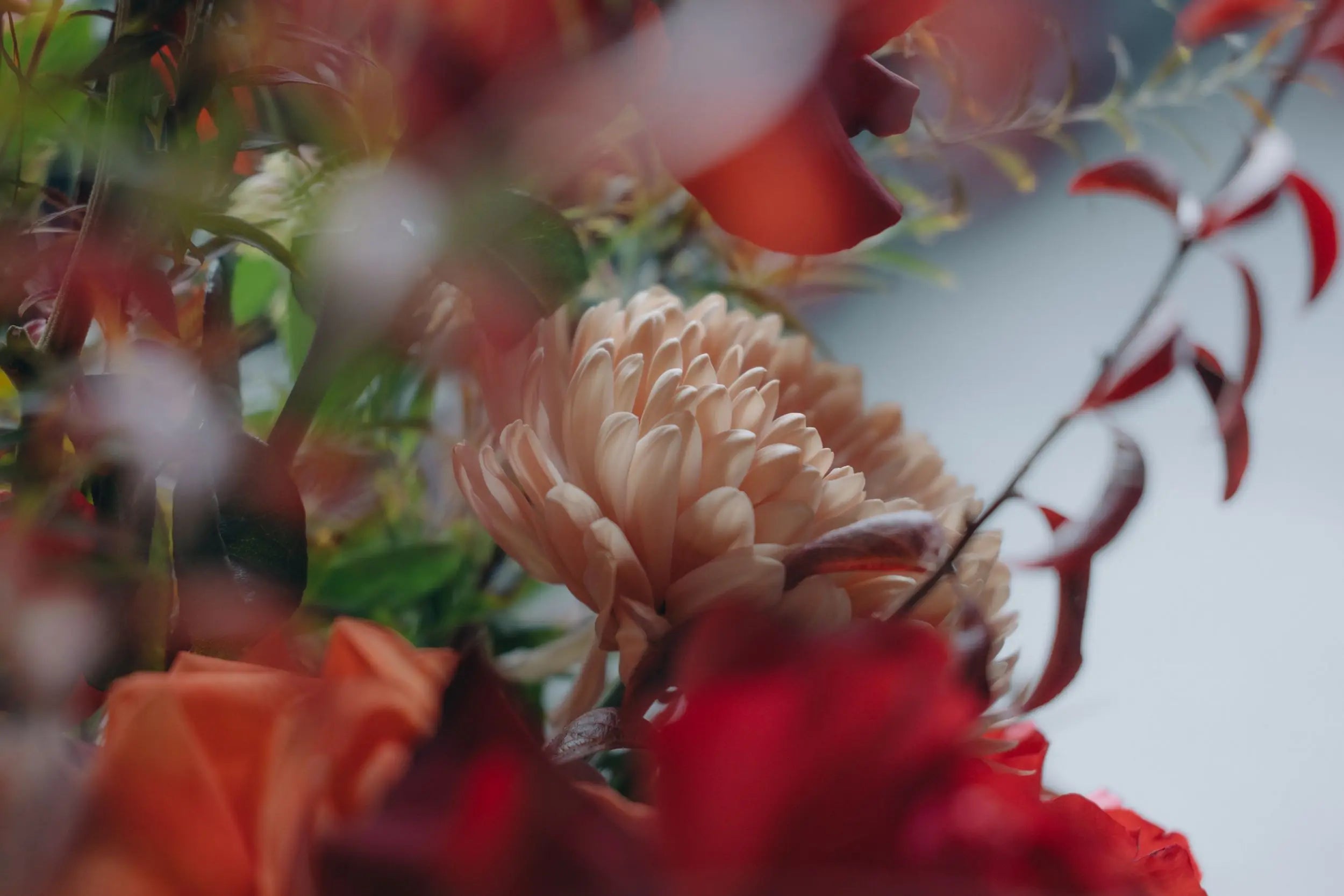 November Flowers in Oregon: Dahlias, Chrysanthemums & Fall Blooms ...