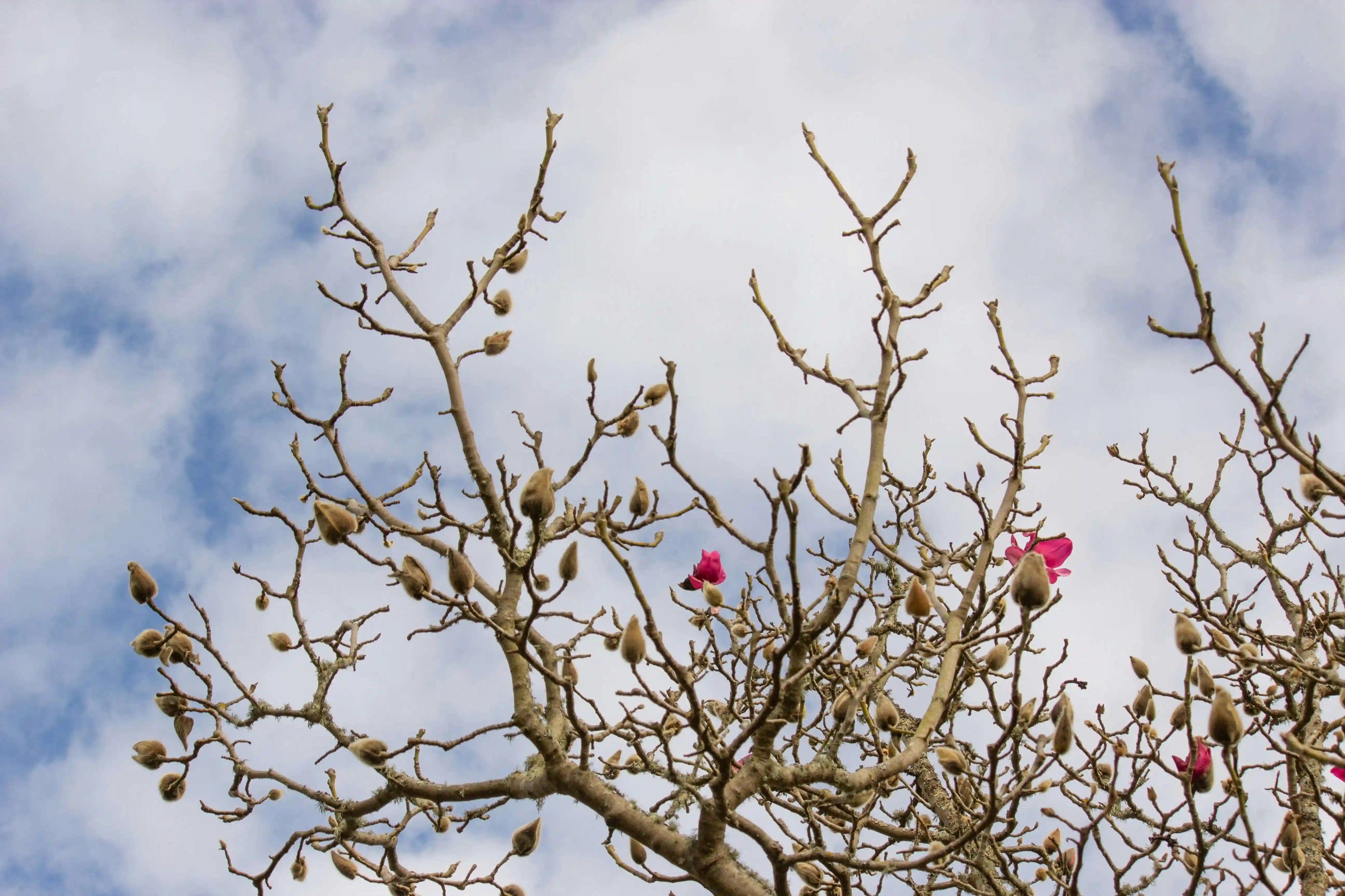 January Flowers in Season | Winter Blooms & Styling Ideas – Kvetka Flower
